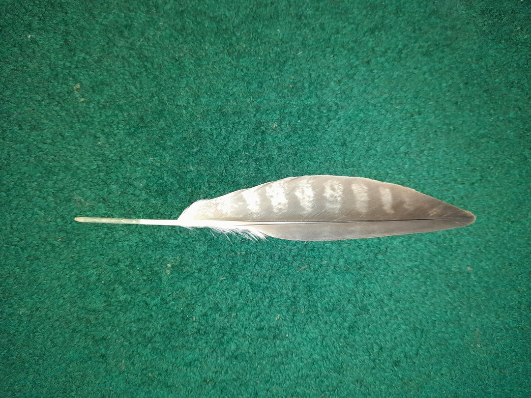 Naturally Molt Falcon Feather. Cruelty Free. - Etsy