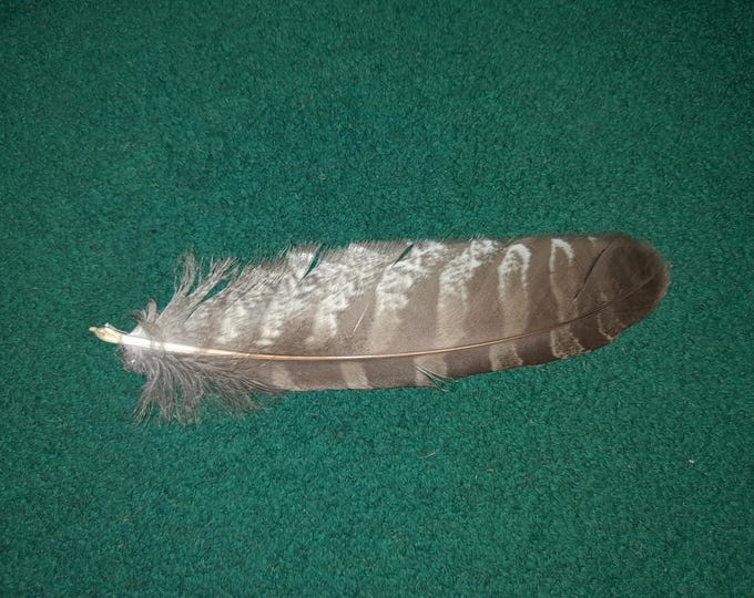 Naturally Molt Feather. Cruelty Free. - Etsy UK