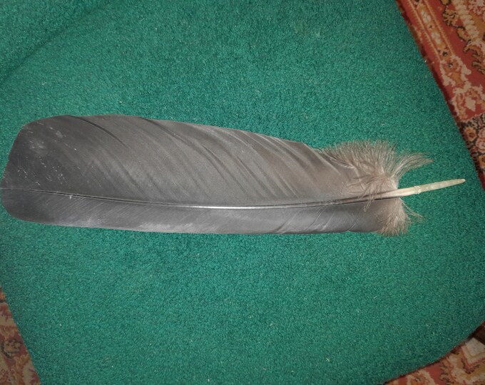 Naturally Molt Condor Feather. Cruelty Free. - Etsy