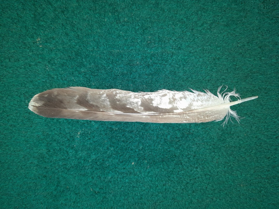 Naturally Molt Goshawk Feather. Cruelty Free. - Etsy