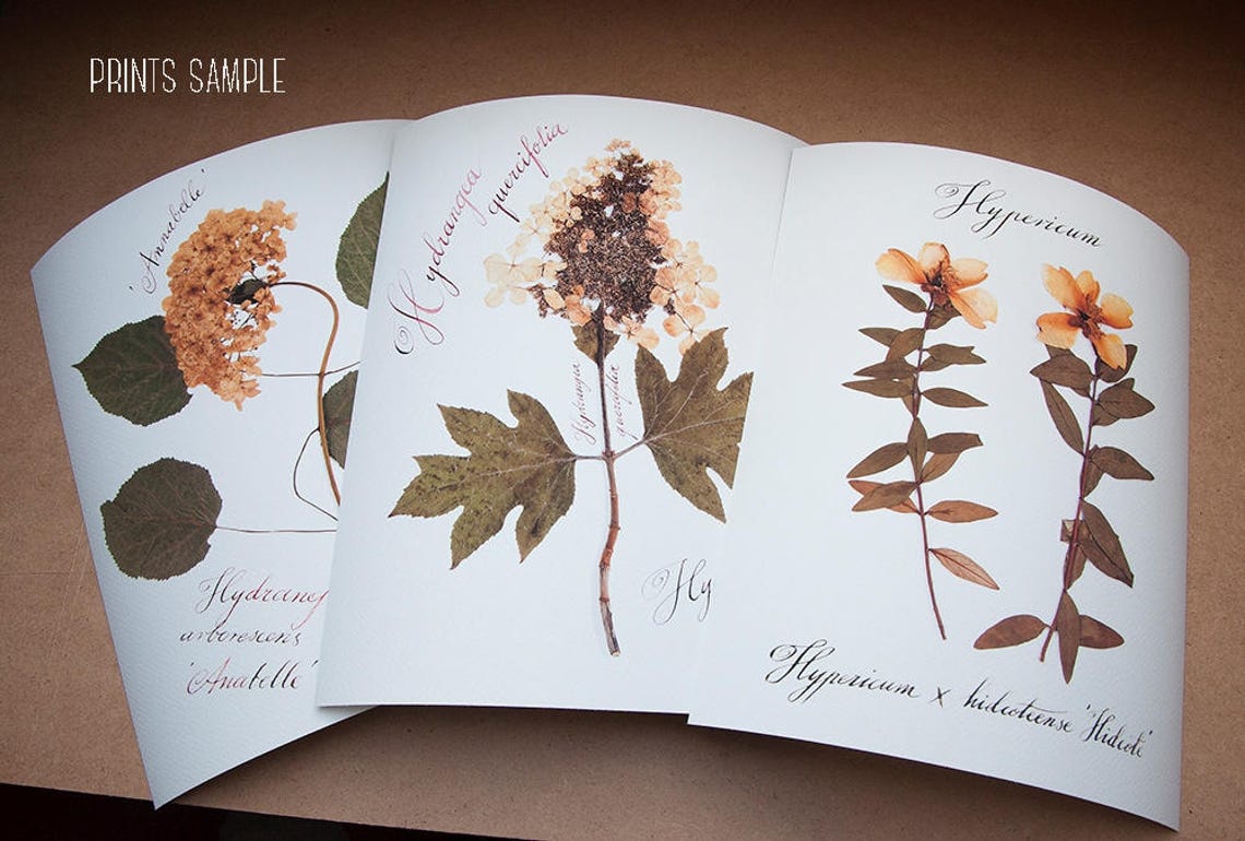 Herbarium / Botanical Print Set / Hand Calligraphy Font / - Etsy