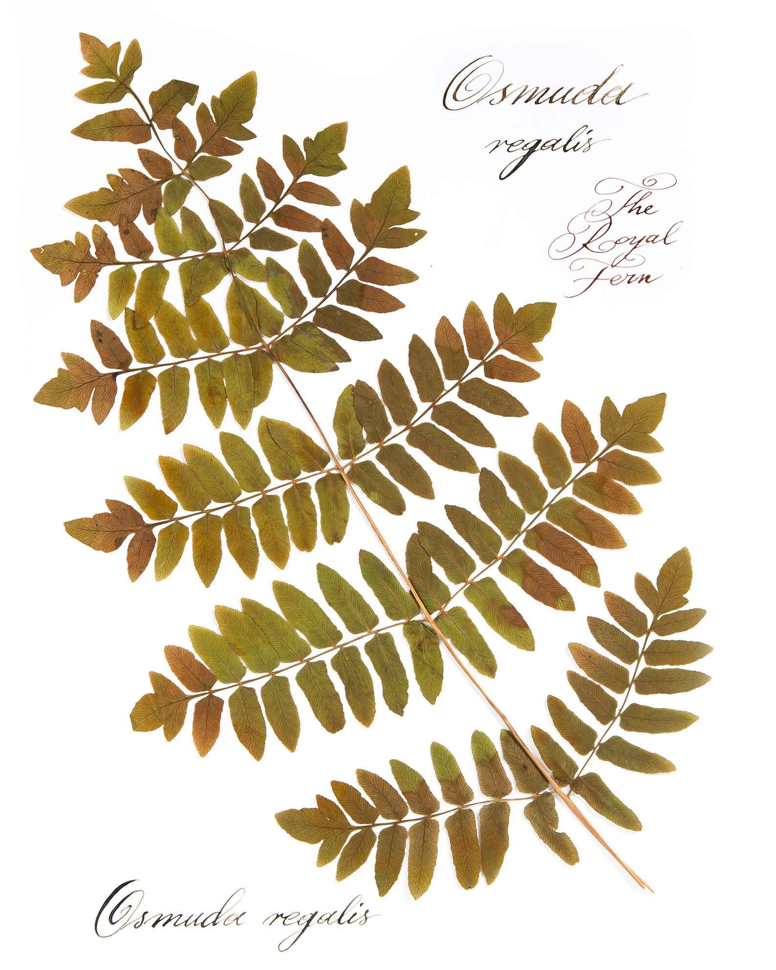 Herbarium / Botanical Print Set / Hand Calligraphy Font / Handcrafted ...