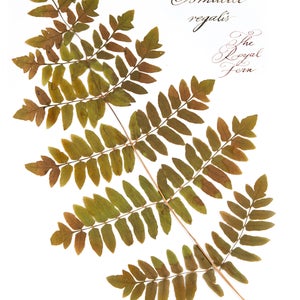 Herbarium / Botanical Print Set / Hand Calligraphy Font / Handcrafted ...