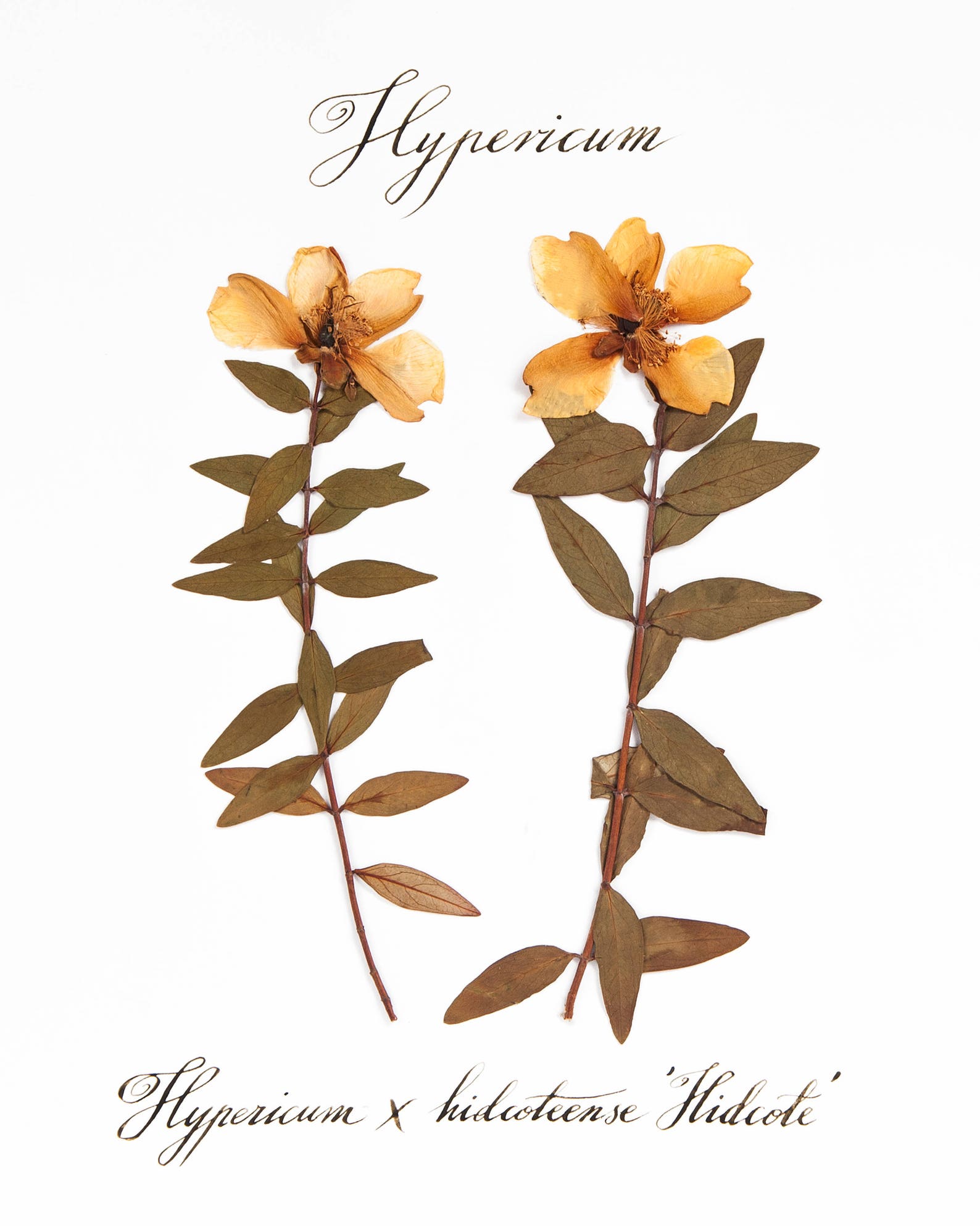 Herbarium / Botanical Print Set / Hand Calligraphy Font / Handcrafted ...