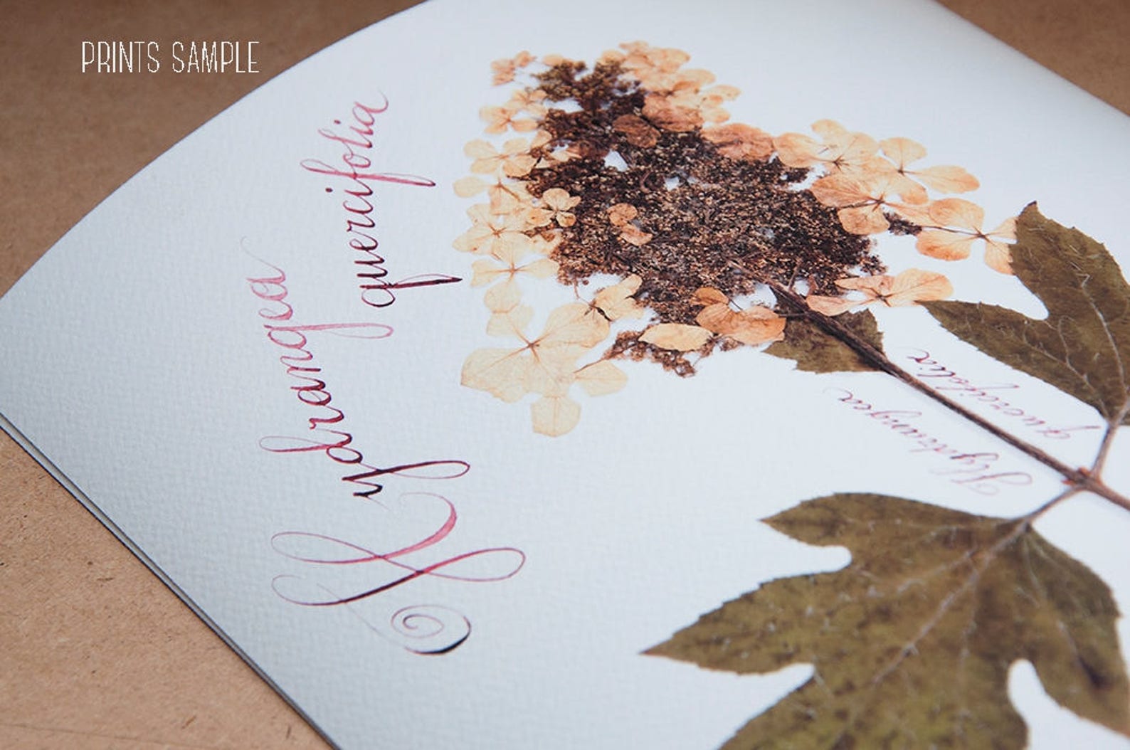 Herbarium / Botanical Print Set / Hand Calligraphy Font / Handcrafted ...