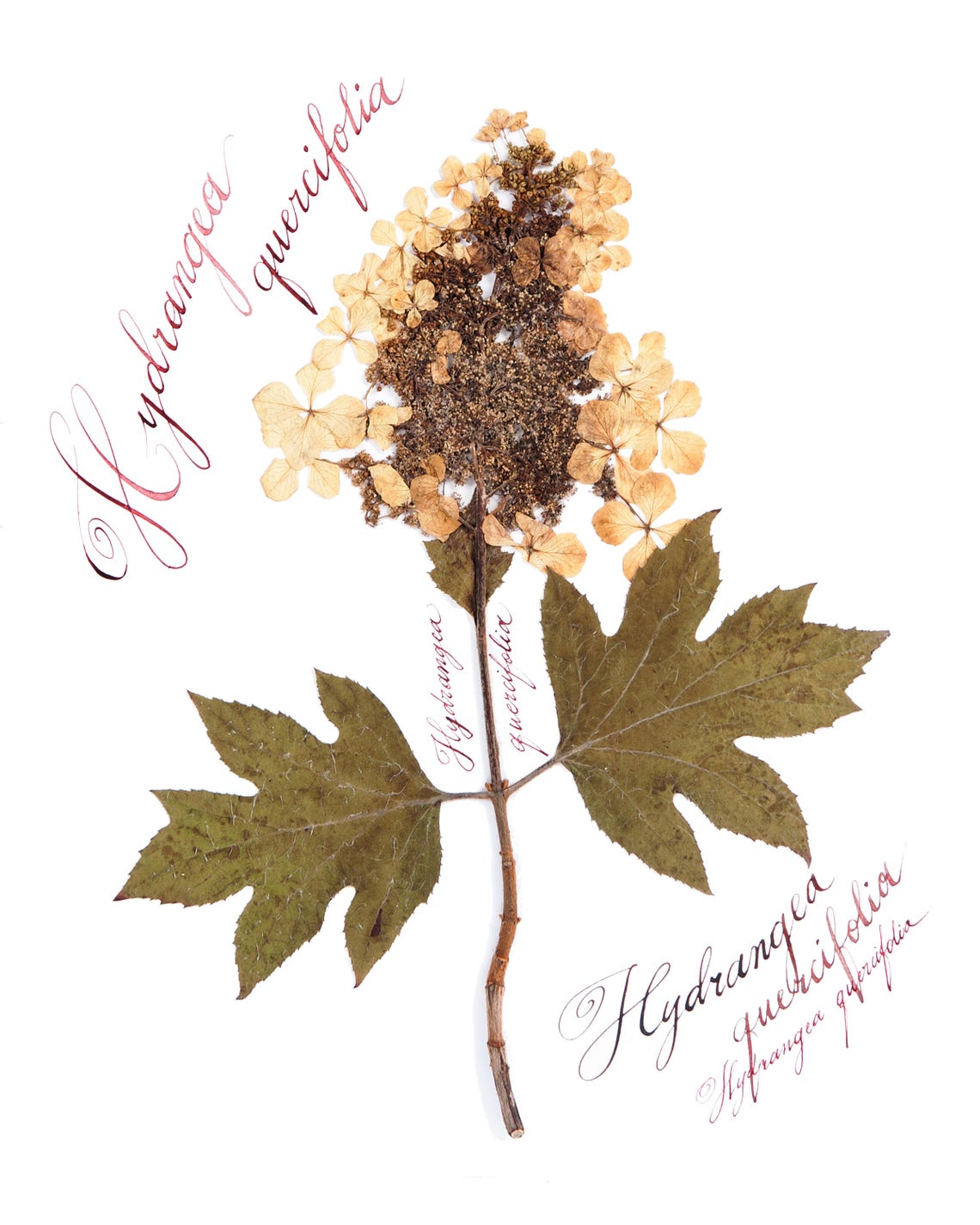 Herbarium / Botanical Print Set / Hand Calligraphy Font / Handcrafted ...