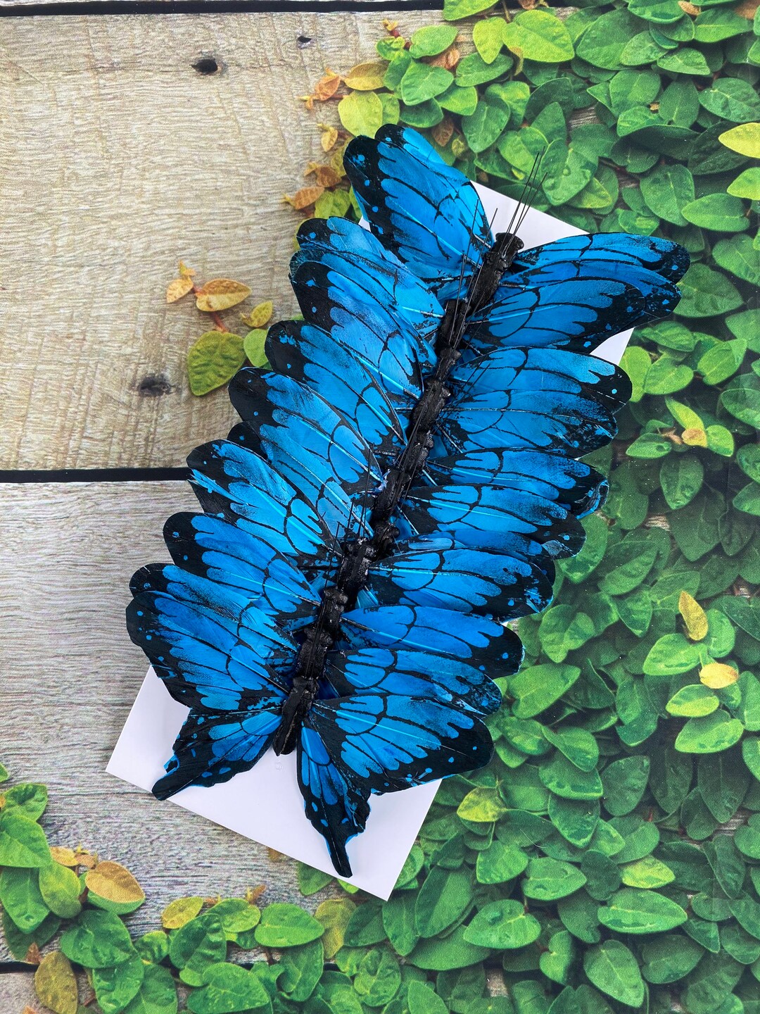 12 Large Feather Royal Blue Morpho Butterfly 5 Swallowtail Papilio ...
