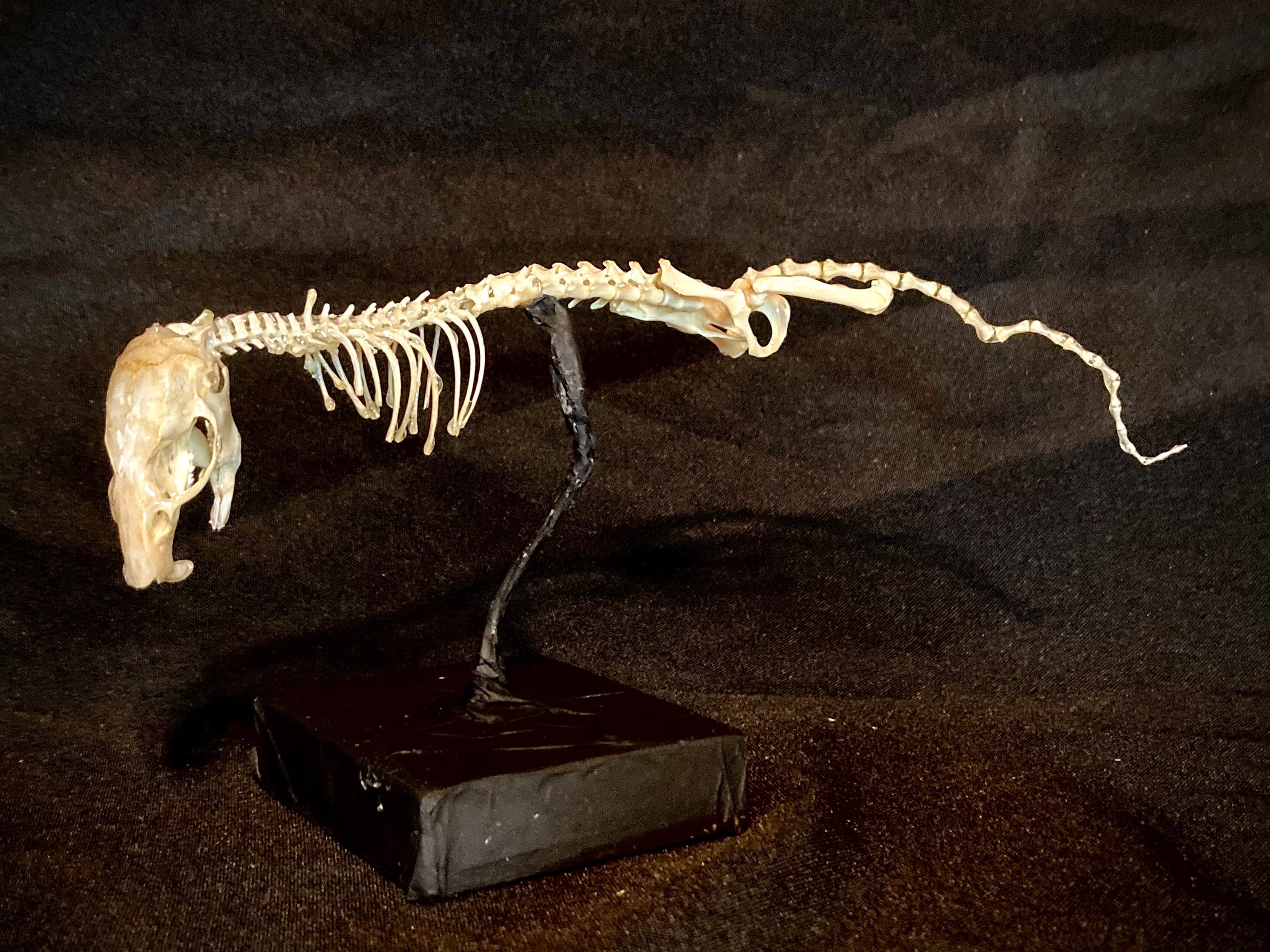 Rat Skeleton Articulation Partial Skeletal Curiosity Etsy