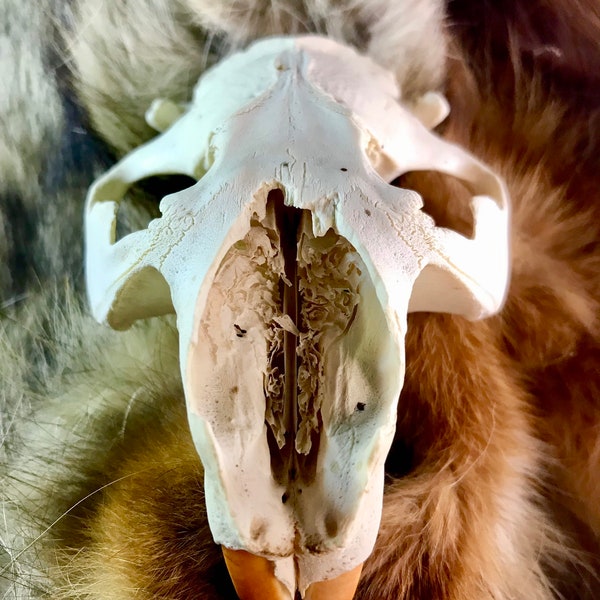 Beaver Skull - Etsy