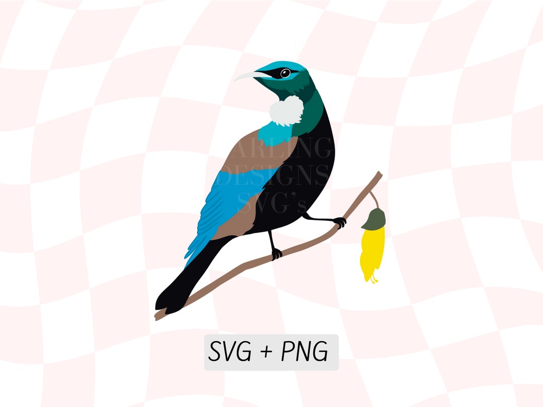 NZ Tui Bird SVG, New Zealand Tui Png, Tūī Cipart, Layered Tui Svg, New ...