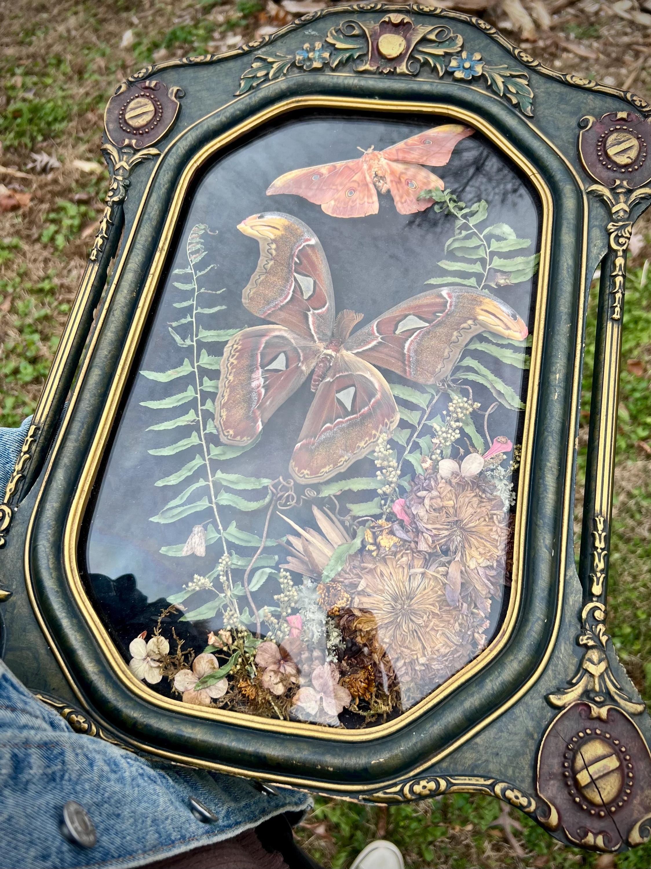 Mario; Antique Column Frame With an Atlas Moth. - Etsy