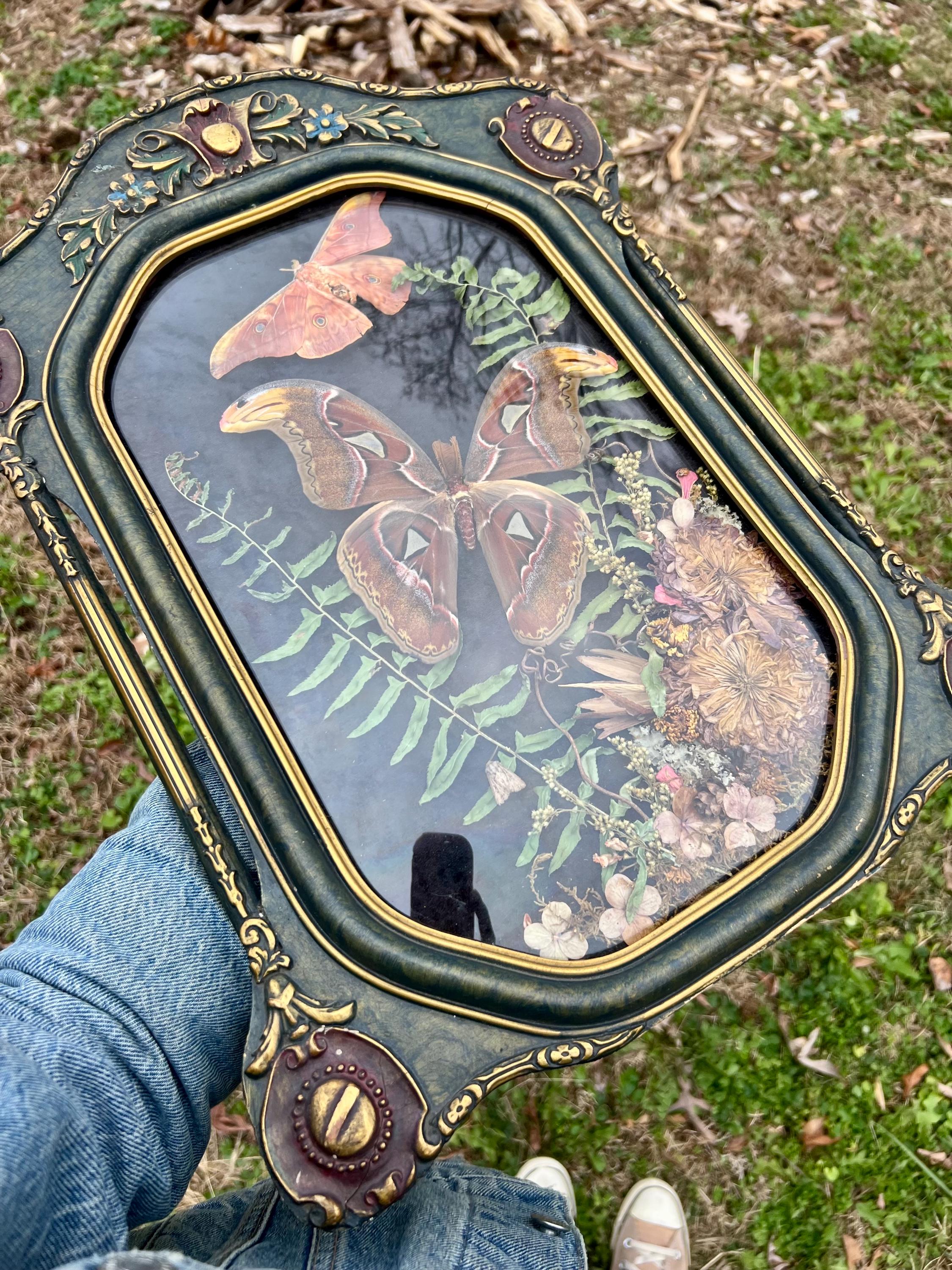 Mario; Antique Column Frame With an Atlas Moth. - Etsy