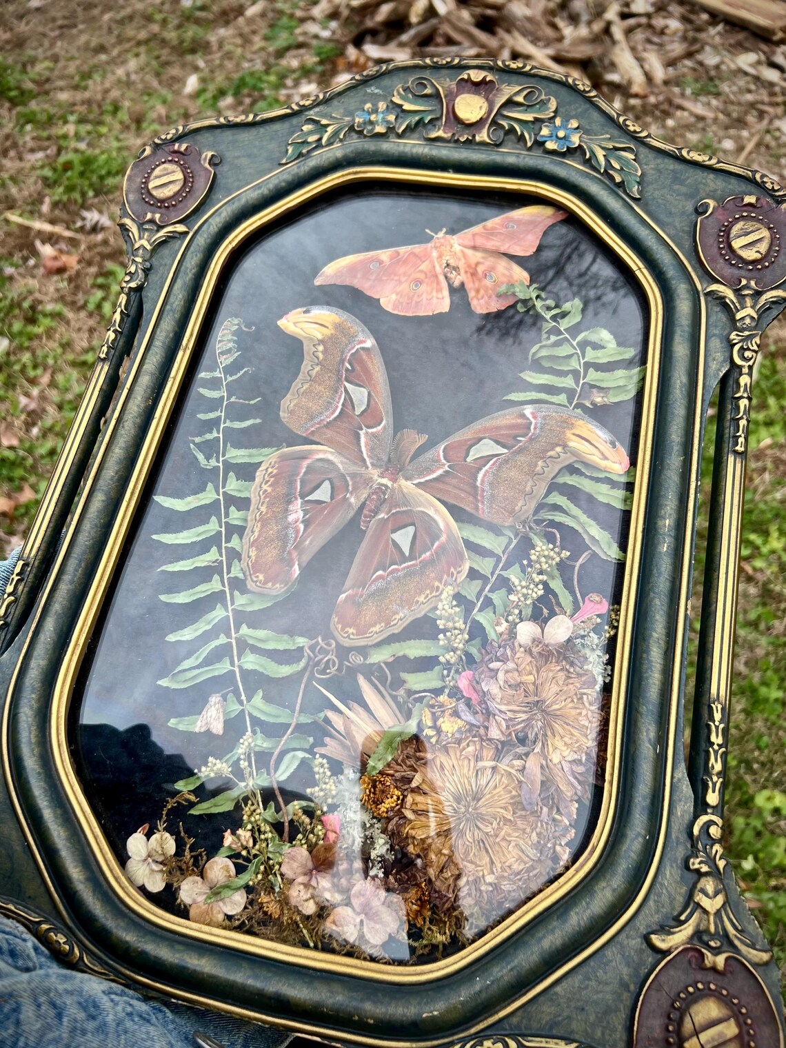 Mario; Antique Column Frame With an Atlas Moth. - Etsy