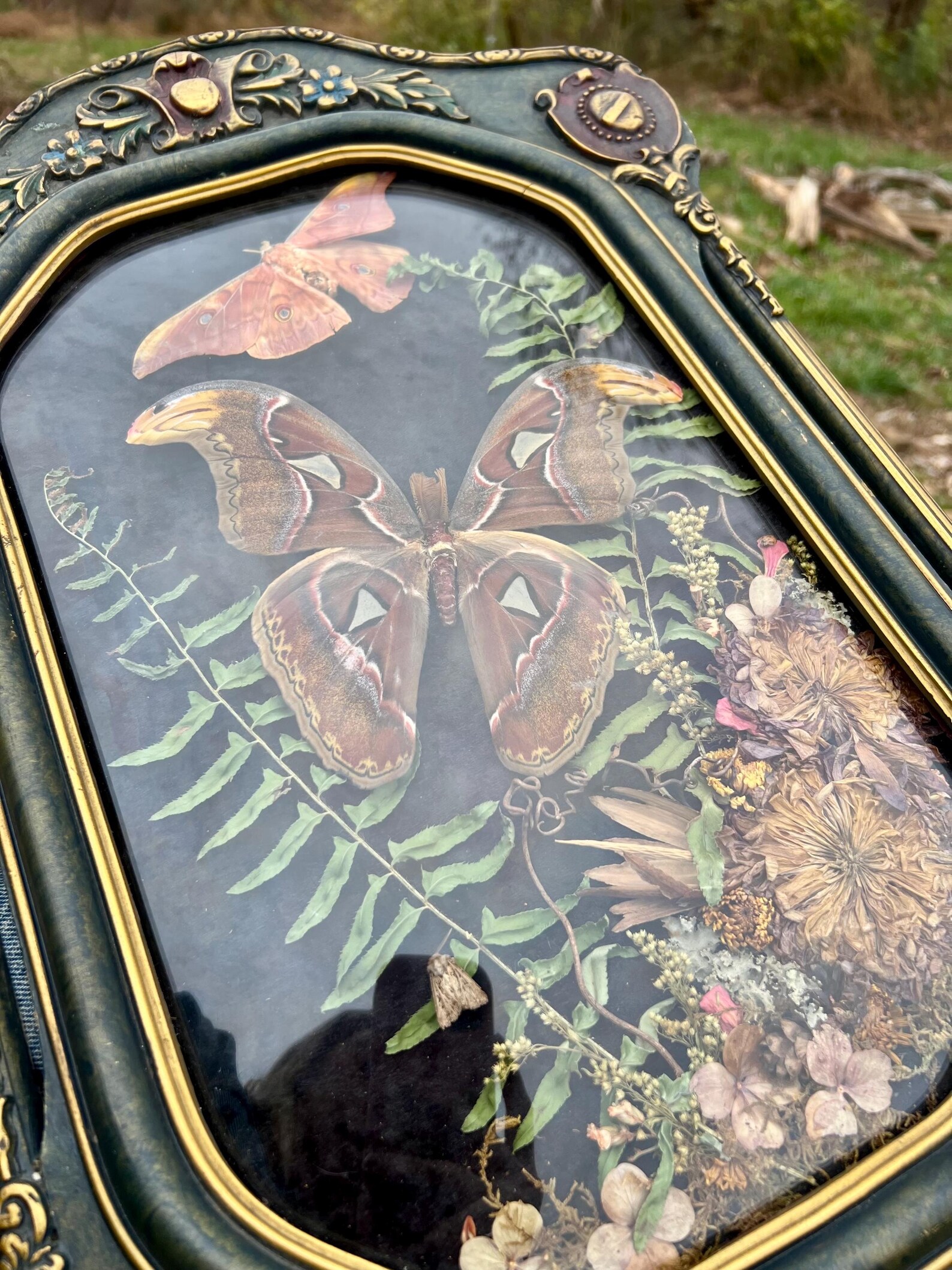 Mario; Antique Column Frame With an Atlas Moth. - Etsy