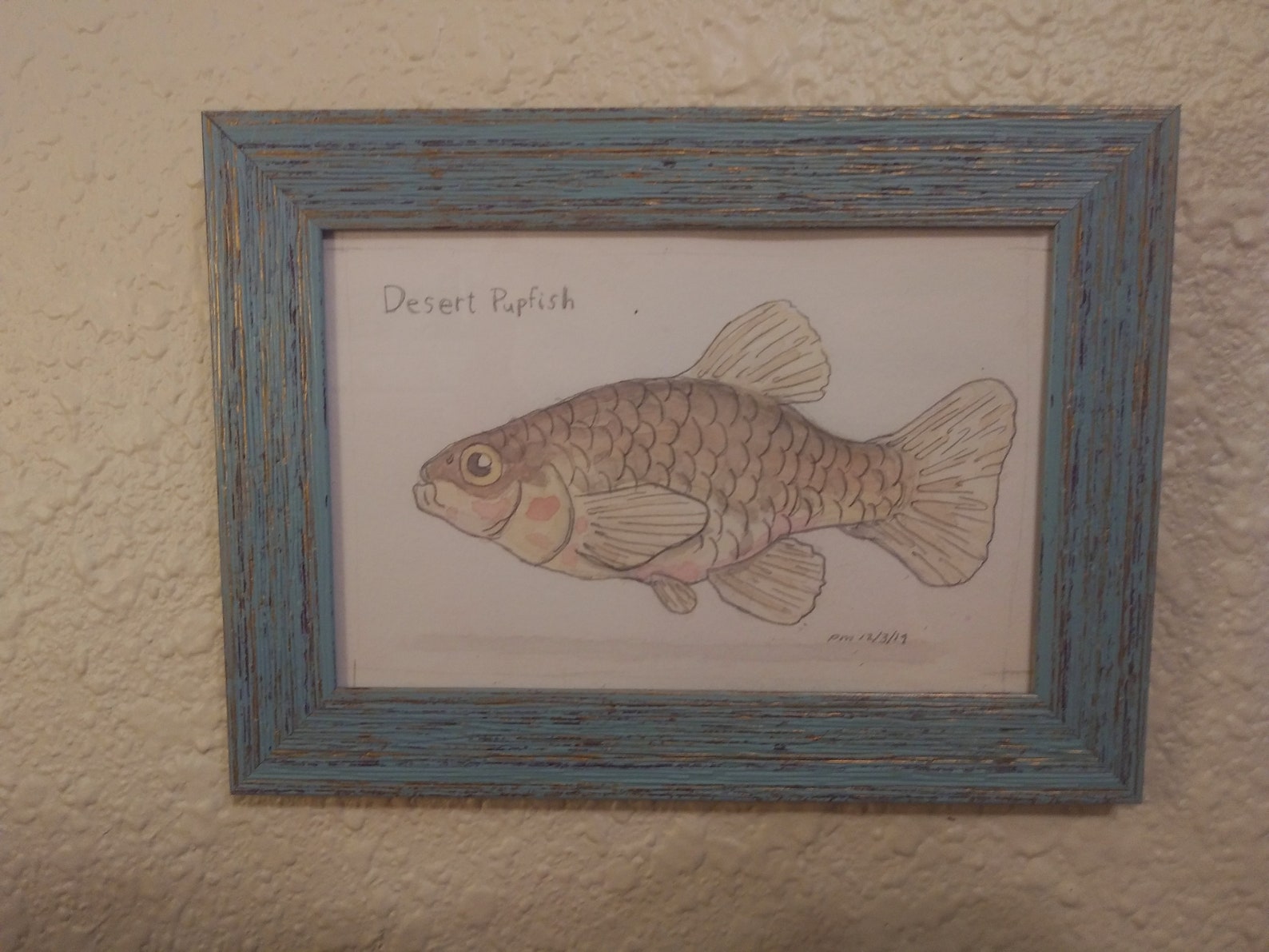 Desert Pupfish Watercolor Illustration | Etsy