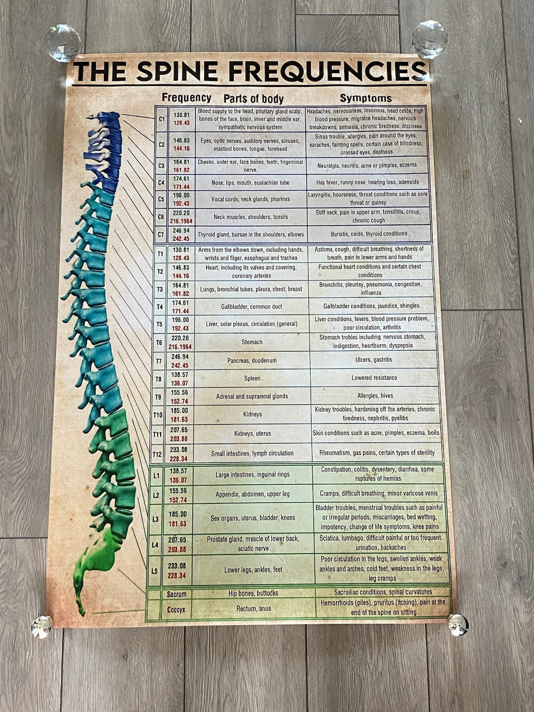 Vintage 'the Spine Frequencies' Poster Spinal - Etsy