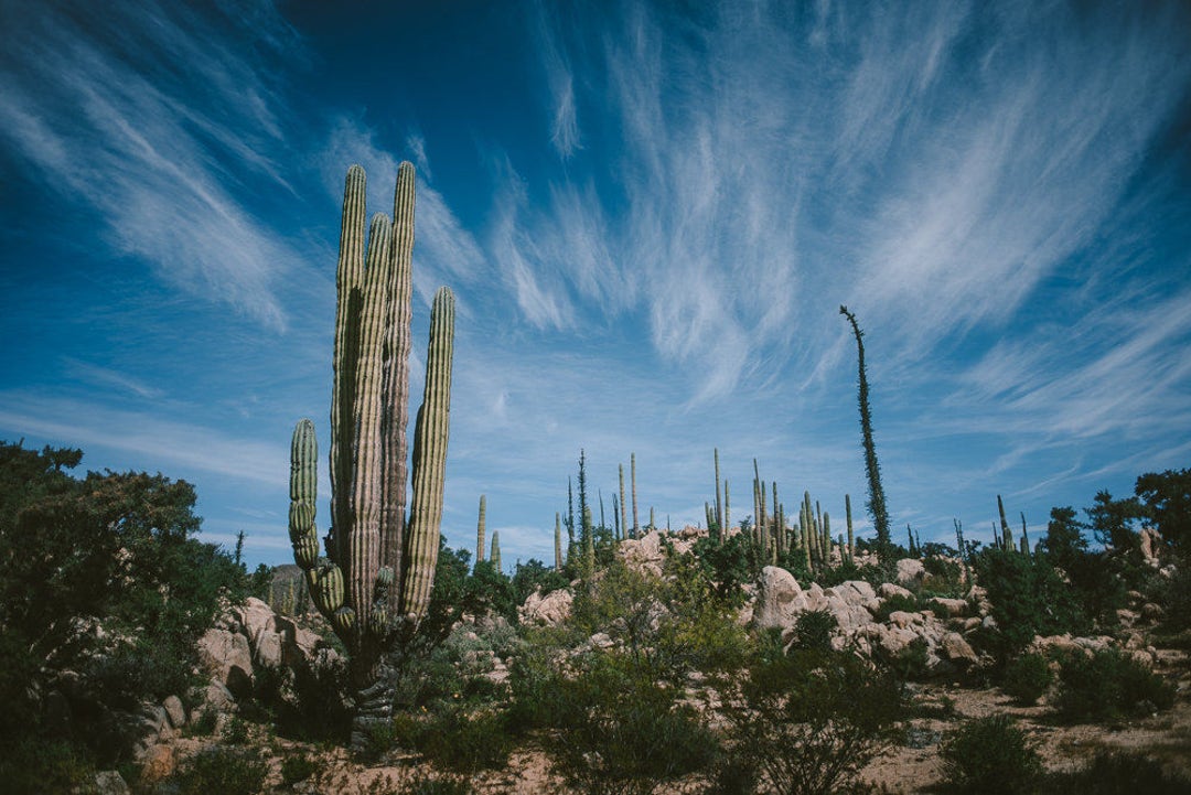Baja, Mexico Desert - Etsy
