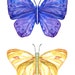 Butterfly Matching Cards - Etsy