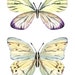 Butterfly Matching Cards - Etsy