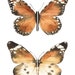 Butterfly Matching Cards - Etsy