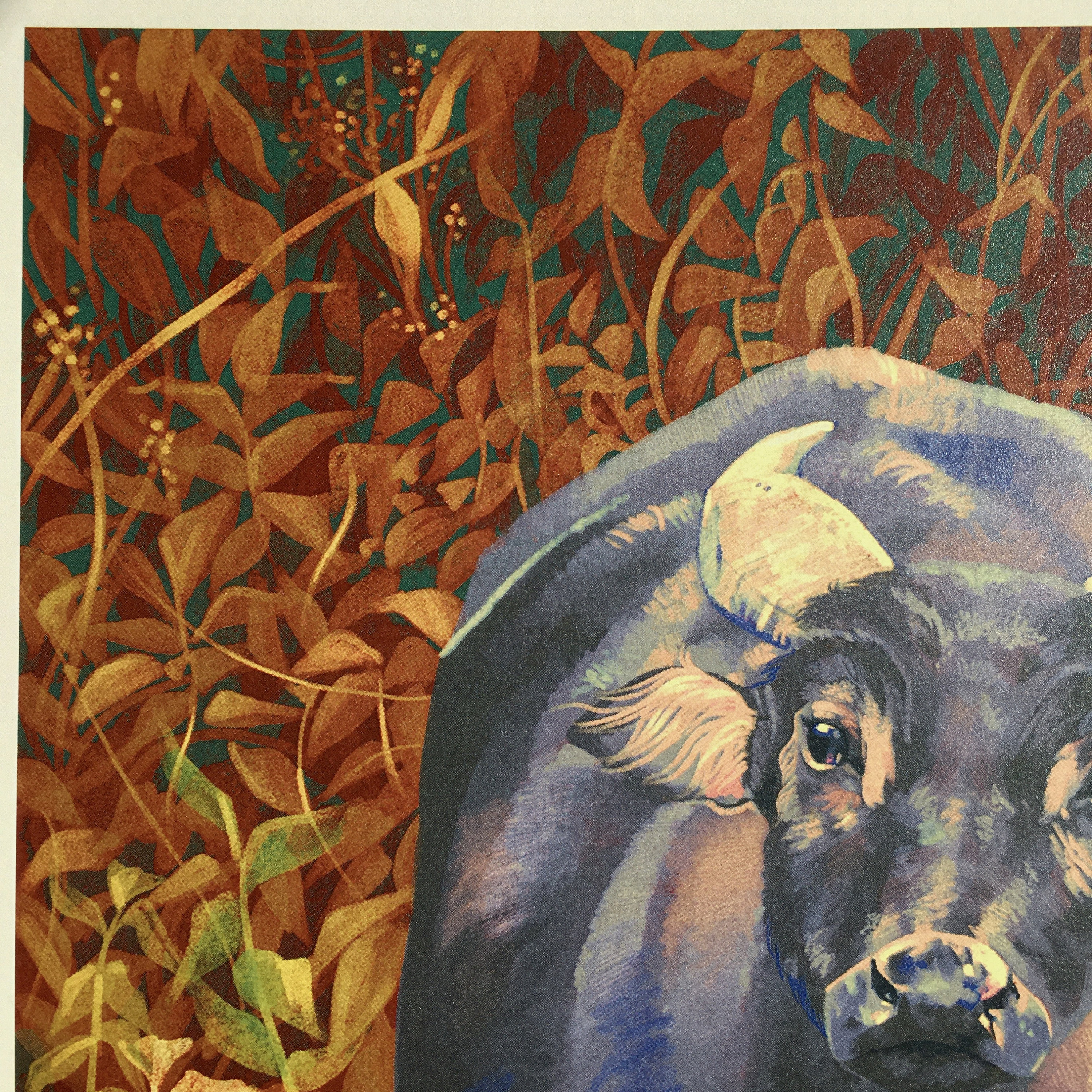 The Tamaraw - A4 Illustration Art Print on 100% Recycled Paper ...