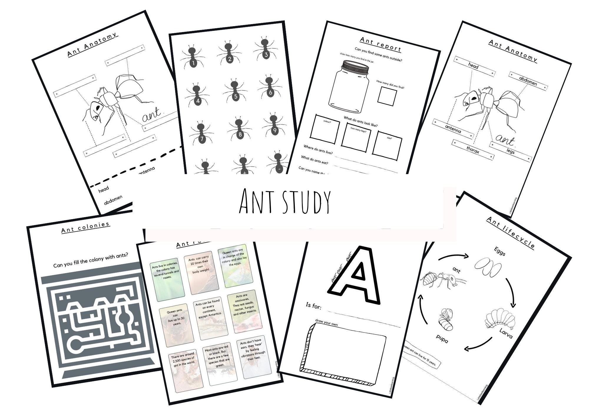 Ant Study, Mini Beast Unit, Downloadable Learning Activity. (pdf ...
