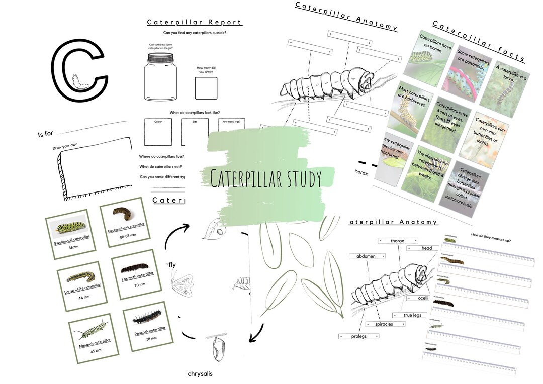 Caterpillar Study, Mini Beast Unit, INSTANT DOWNLOAD - Etsy