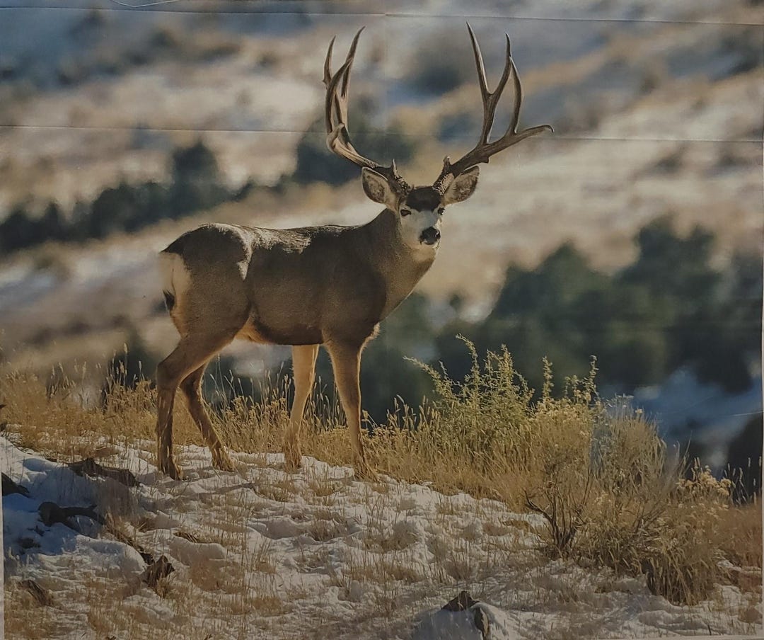 Kings Camo Deer Riley Blake - Etsy