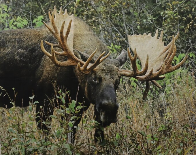 Kings Camo Moose Fabric Panel ~ Riley Blake Fabrics - Etsy