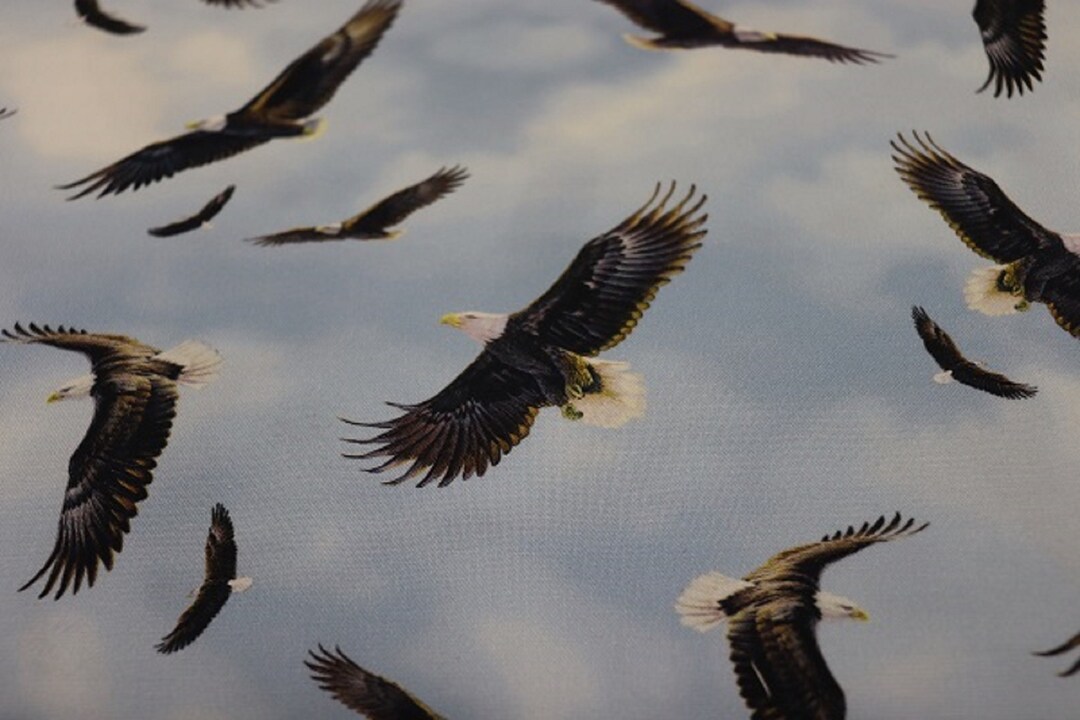 Winged Glory Blue Eagle Toss Quilt Fabric by Northcott Fabrics - Etsy
