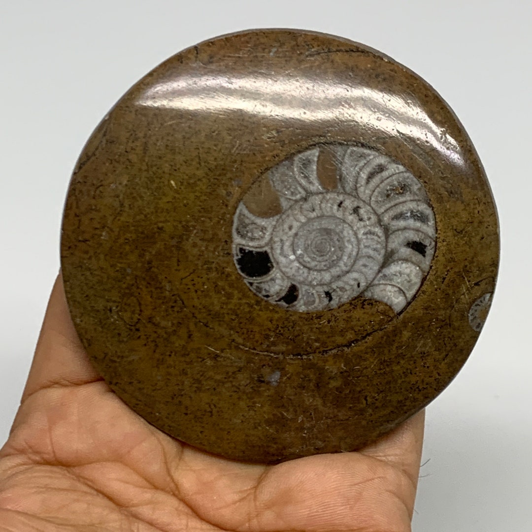120 Grams, 3.2x3.2x0.5, Goniatite Button Ammonite Polished Mineral ...