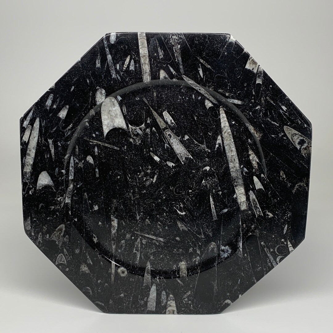 2 Pieces Set, 12" Large Well Polished Octagon Shape Black Orthoceras ...