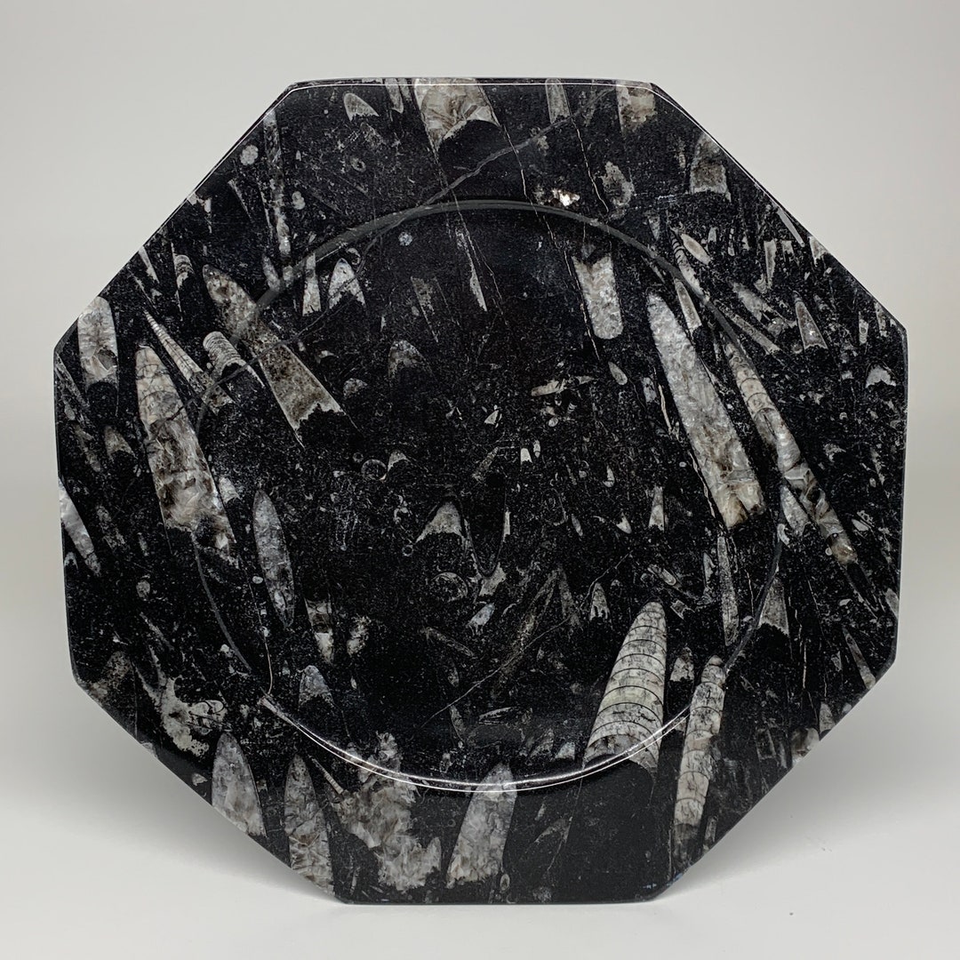 2 Pieces Set, 12" Large Well Polished Octagon Shape Black Orthoceras ...