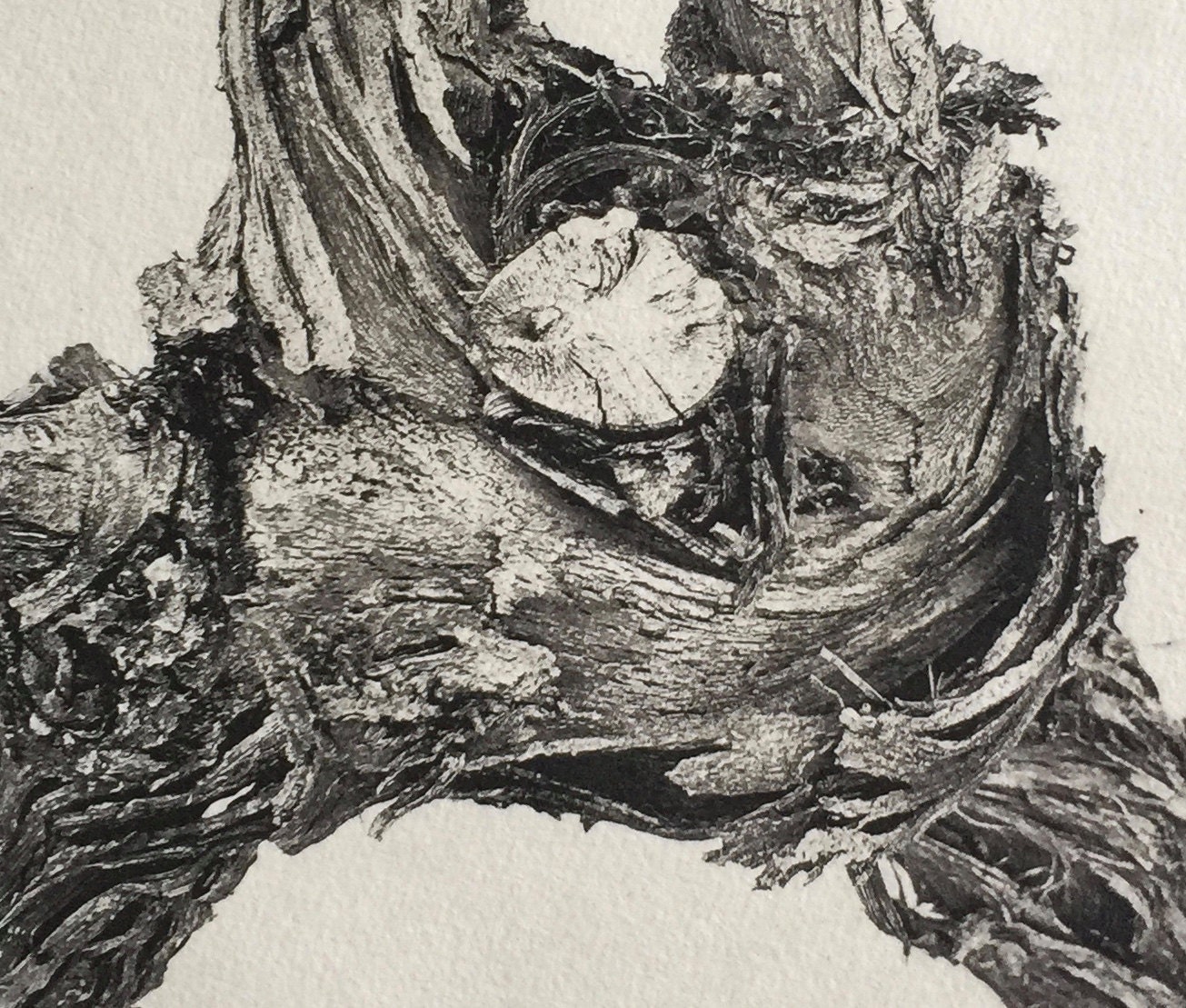 Original Etching of Grapevine, "tannat Improbable", Limited Edition of ...