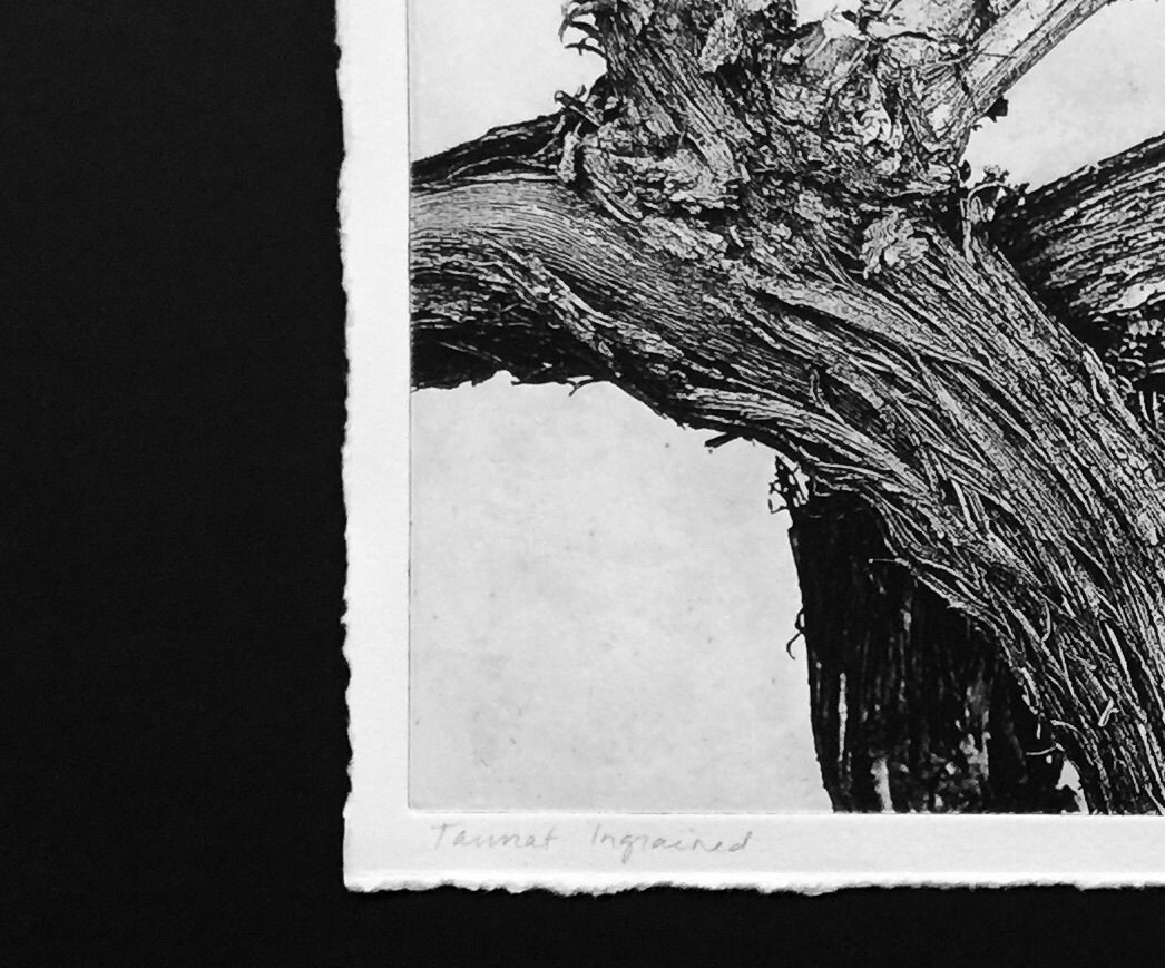 Original Etching of Grapevine, "tannat Ingrained", Limited Edition of ...