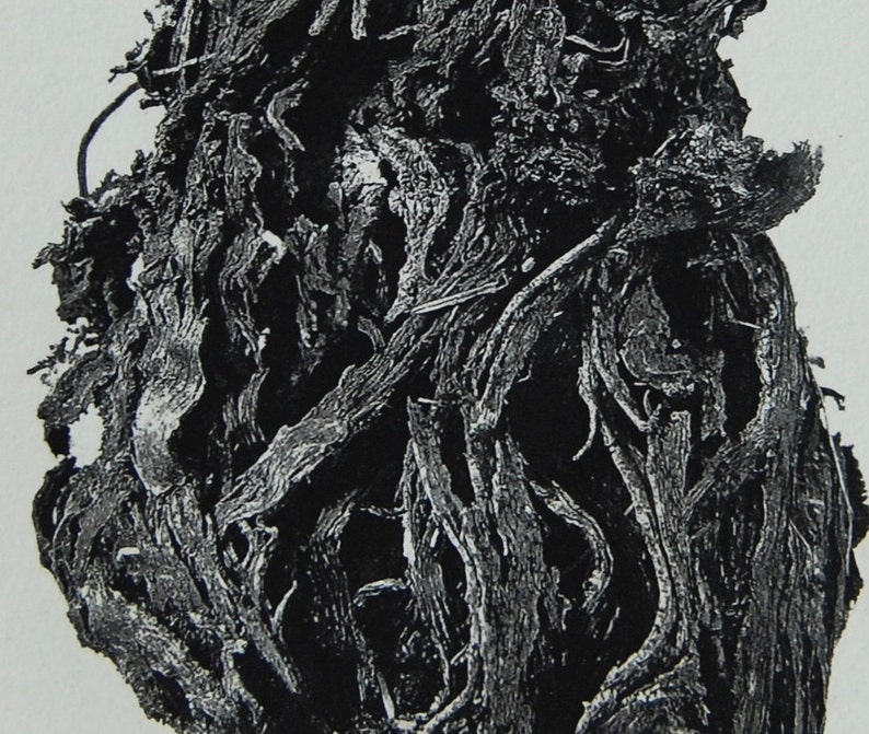 Original Etching of Grapevine, tannat Indelible, Limited Edition of 25 ...