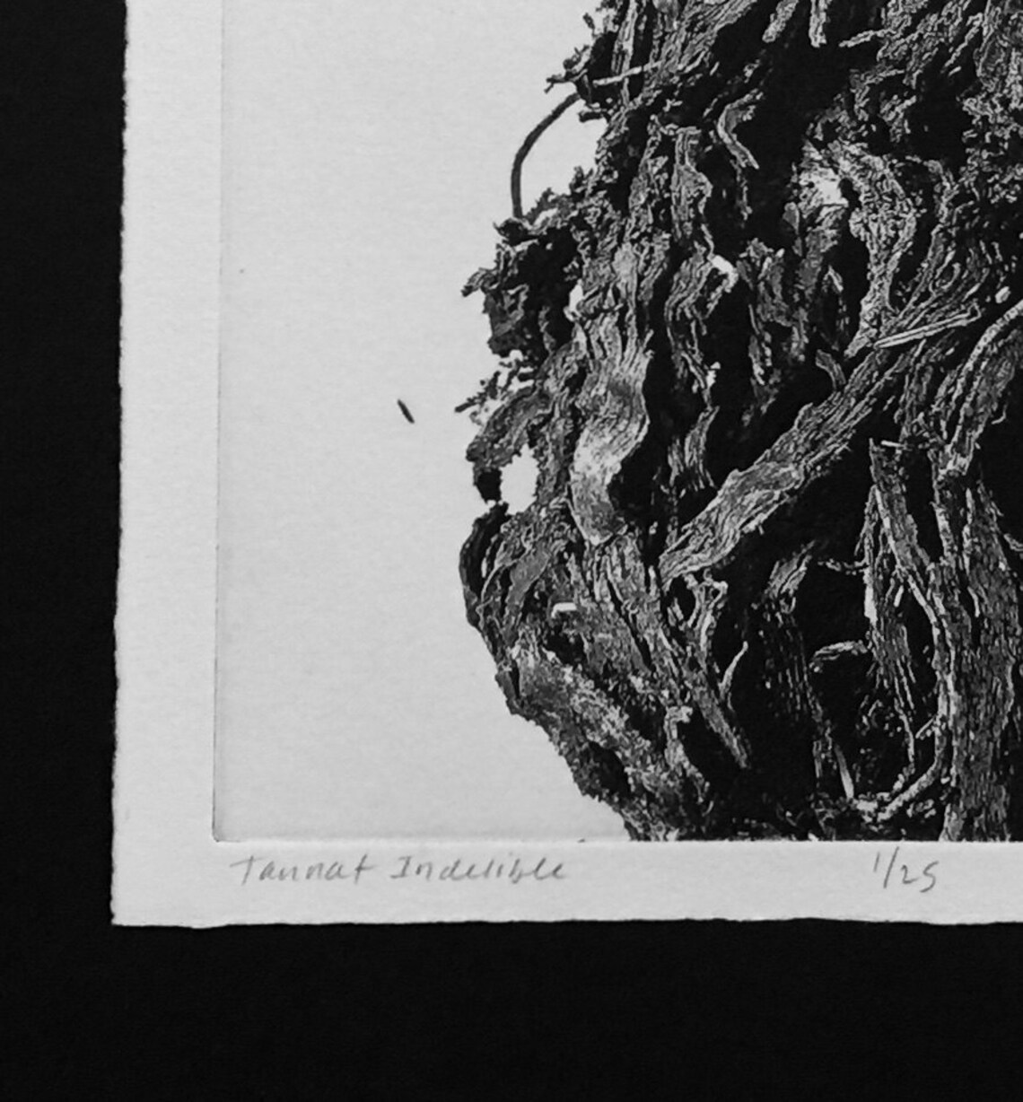 Original Etching of Grapevine, tannat Indelible, Limited Edition of 25 ...