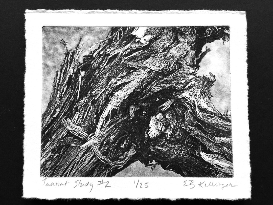 Original Etching of Grapevine tannat Study 2 Limited - Etsy