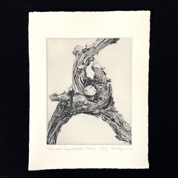 Original Etching of Grapevine tannat Improbable Study - Etsy