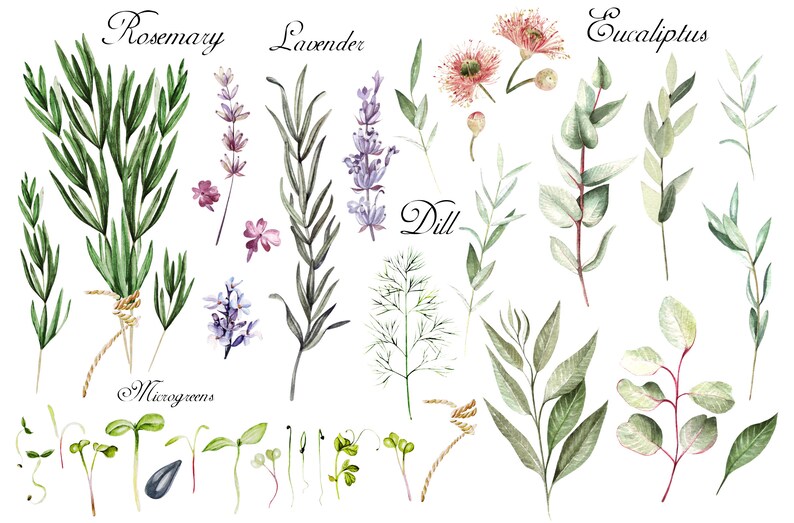 Watercolor Greenery, Herbs Watercolor, Foliage, Greenery Frames ...