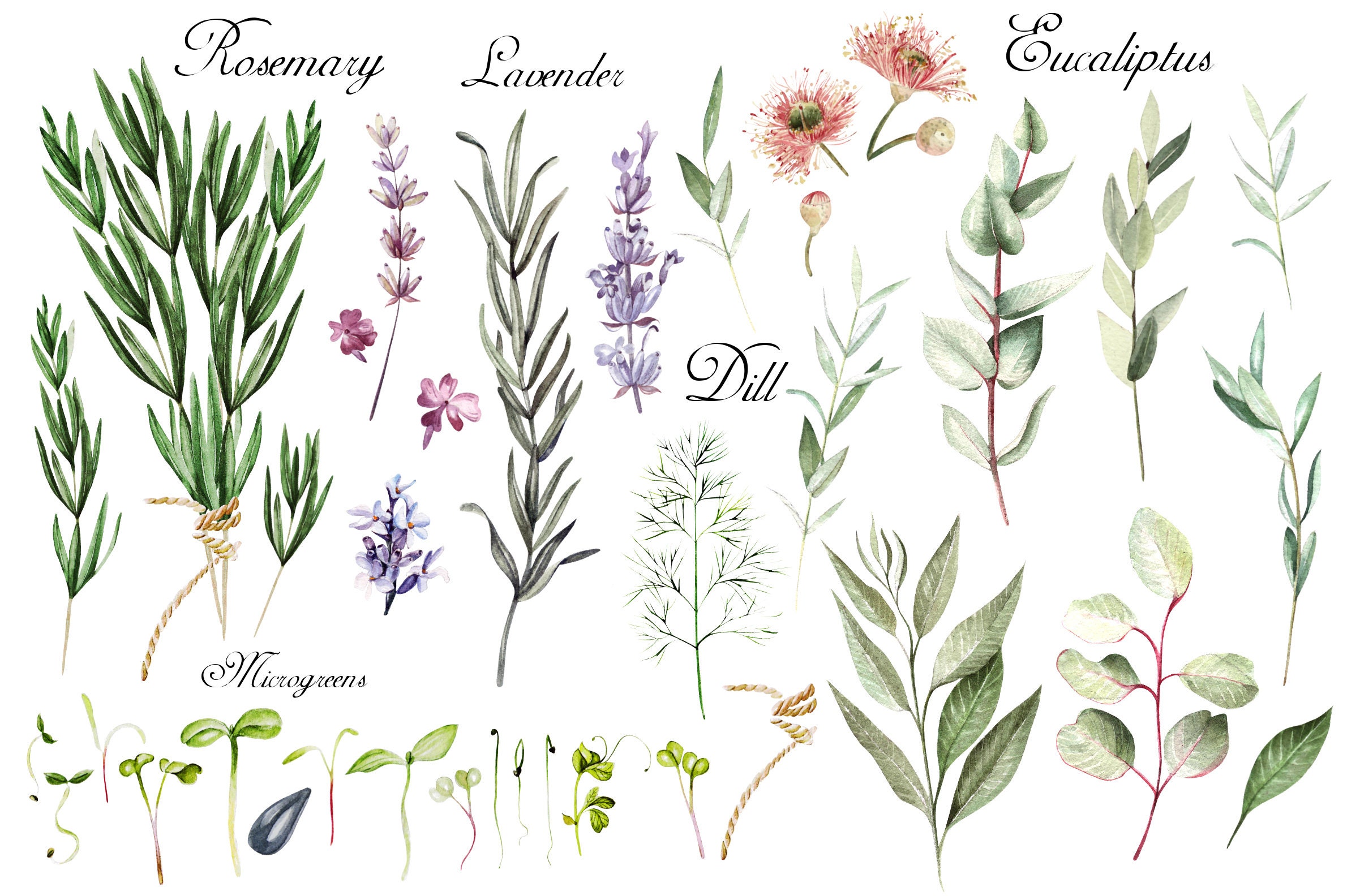 Watercolor Greenery, Herbs Watercolor, Foliage, Greenery Frames ...