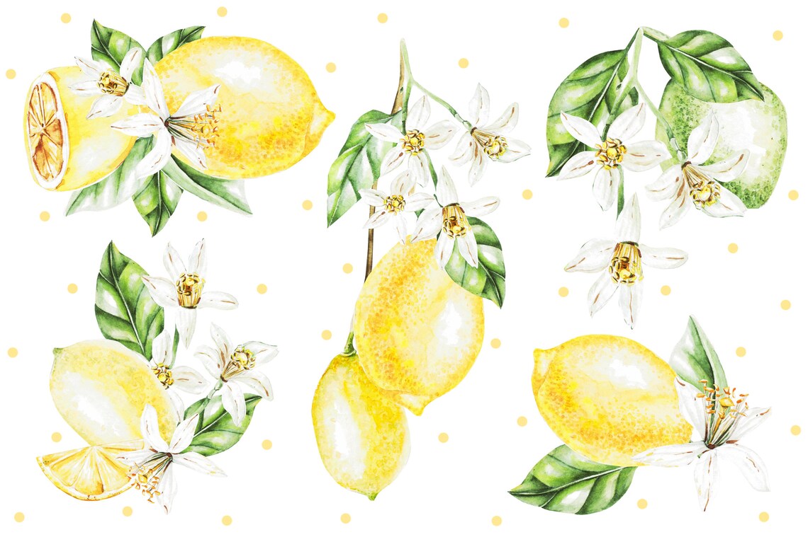 Lemon Clipart Citrus Watercolor Fruits Clip Art Yellow Lemons - Etsy