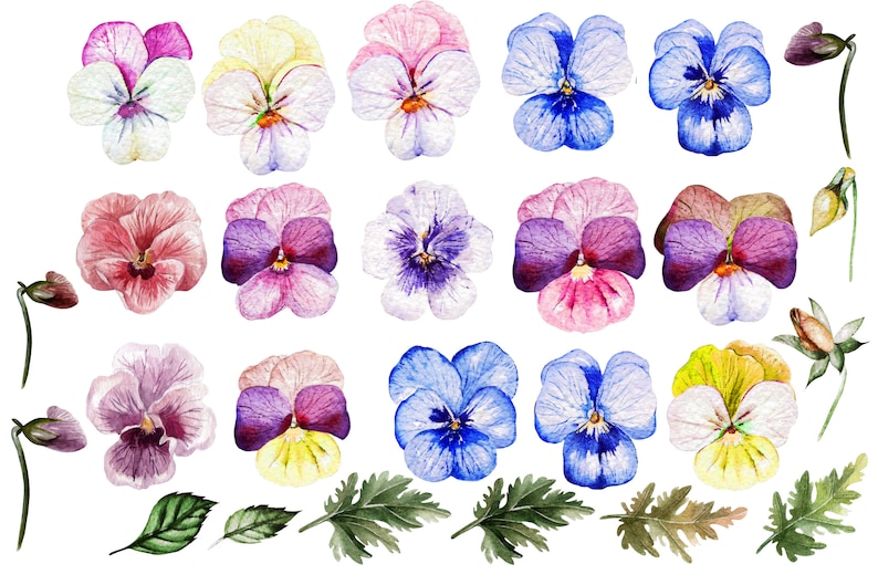 Pansy Watercolor Clip Art, Flower Illustration, Pansy Png Elements ...