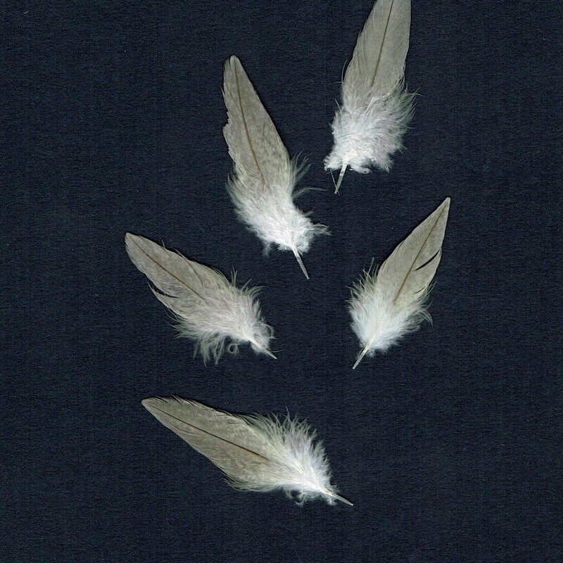 Hen Feathers - Etsy