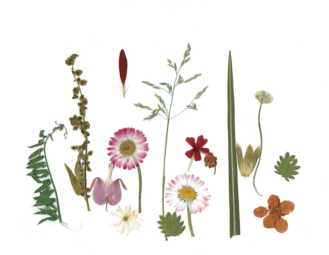 Real Pressed Flowers Blue Dried Blossoms SET of 16 - Etsy