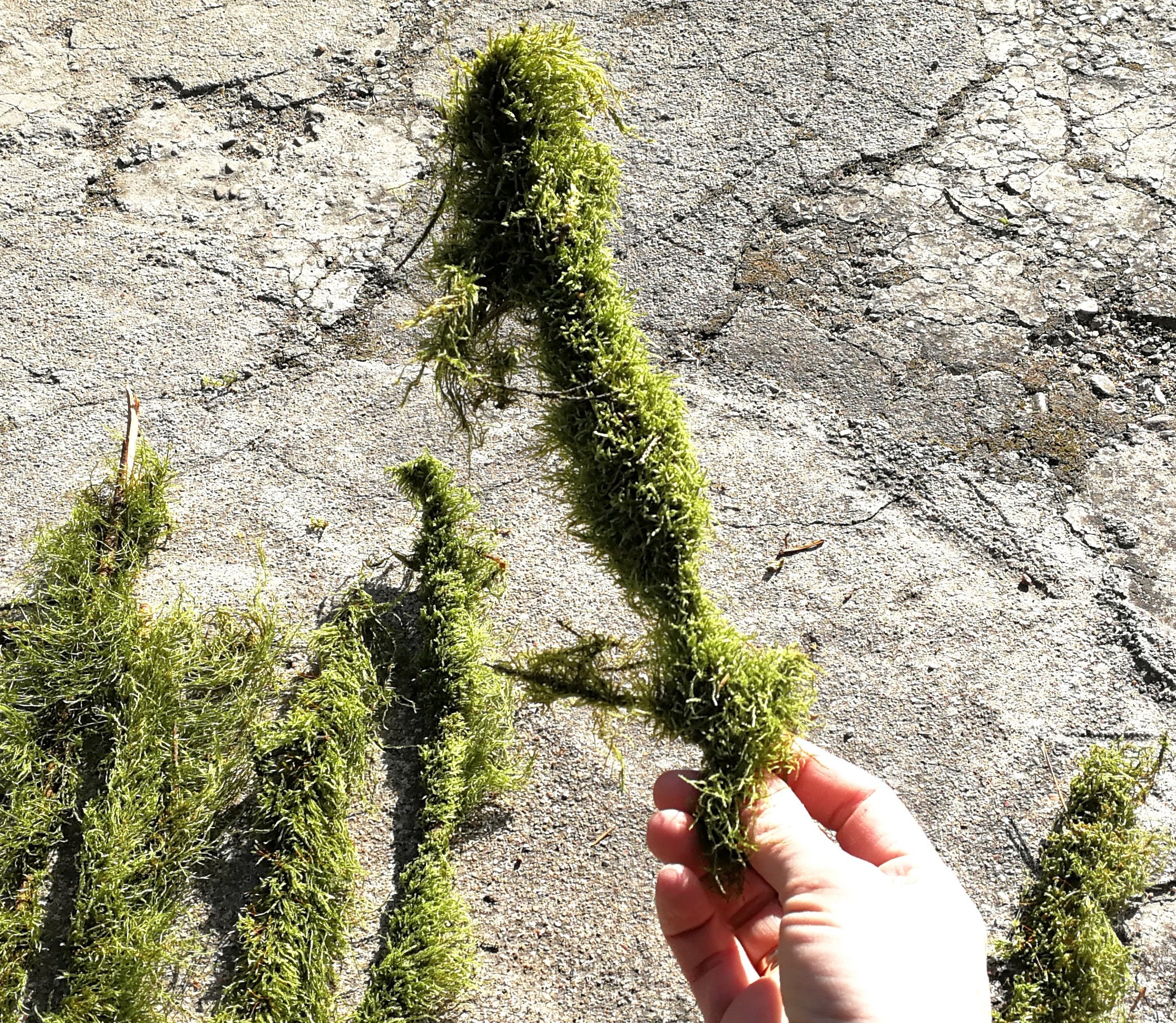10 Branches With Moss Terrarium Decor Twigs Natural Moss - Etsy