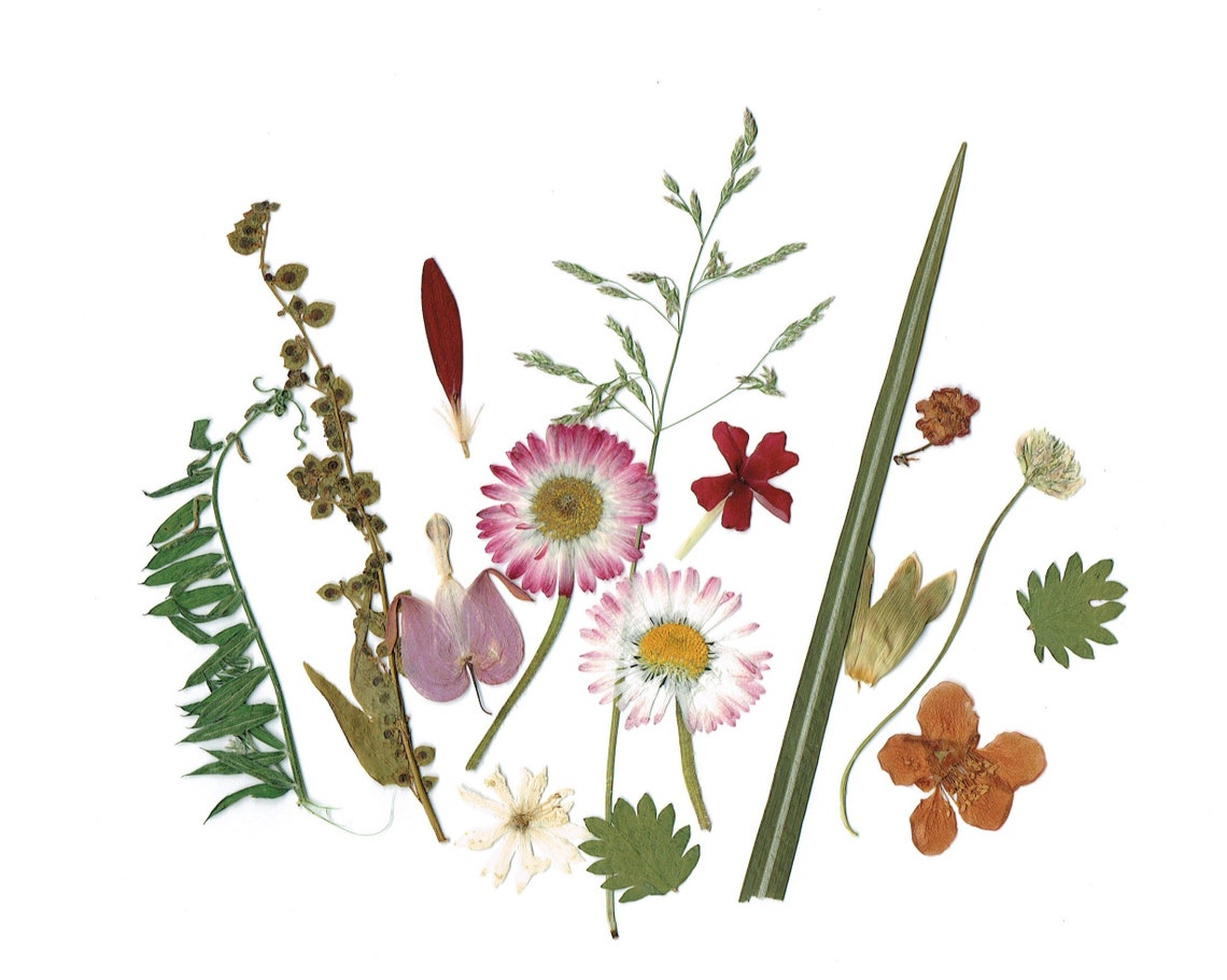 Real Pressed Flowers Blue Dried Blossoms SET of 16 - Etsy