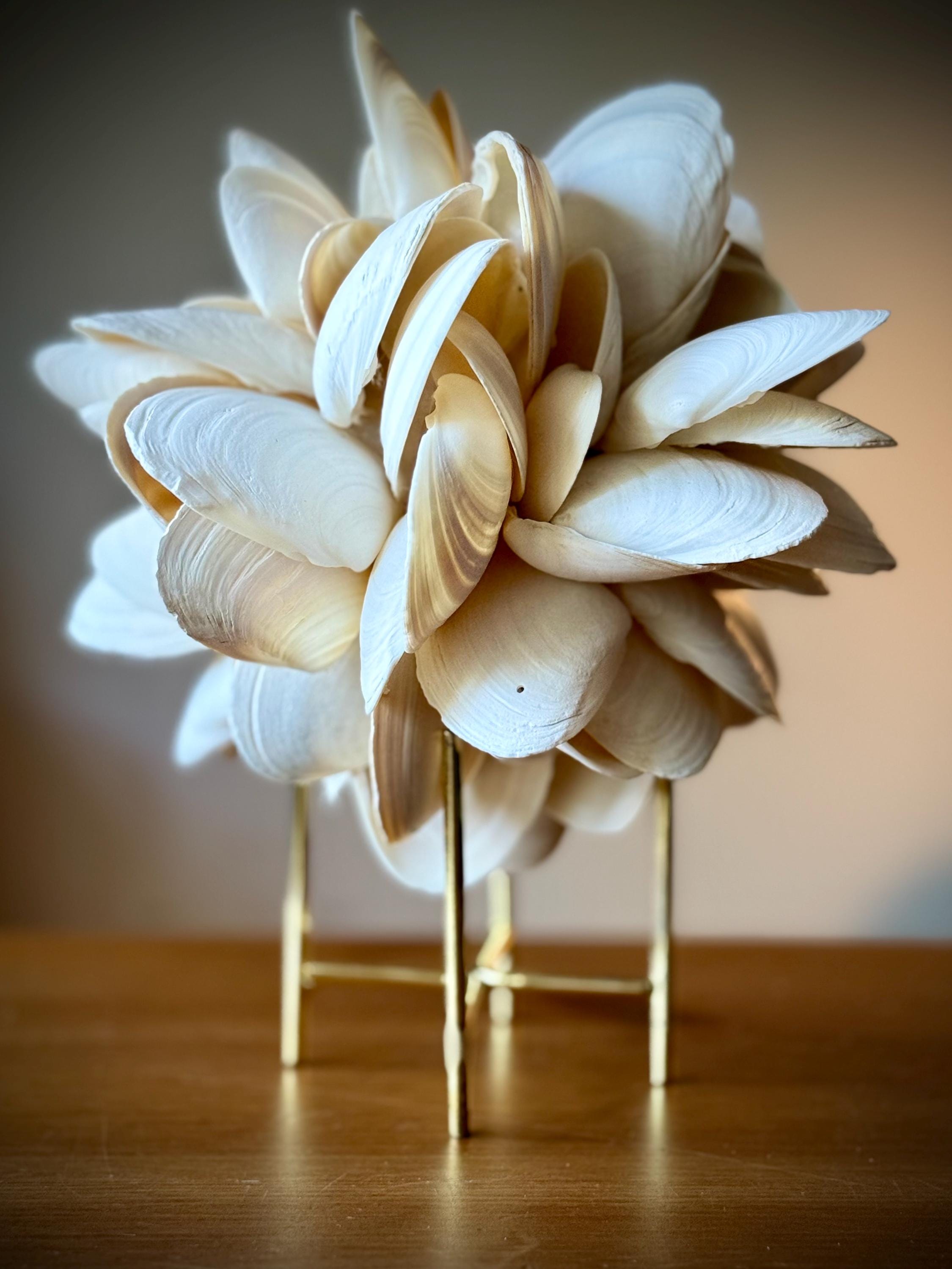 Surf-clam Shell Sphere - Etsy