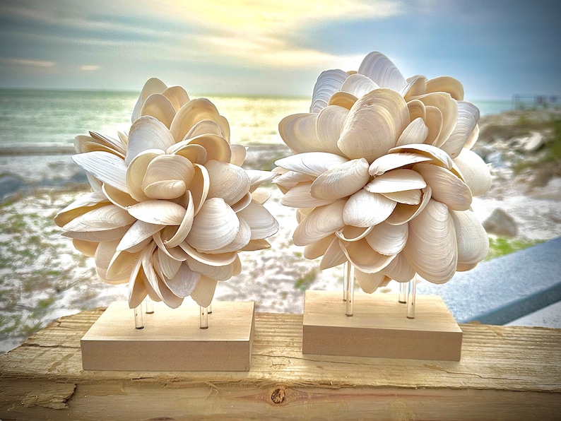 Surf-clam Shell Sphere - Etsy