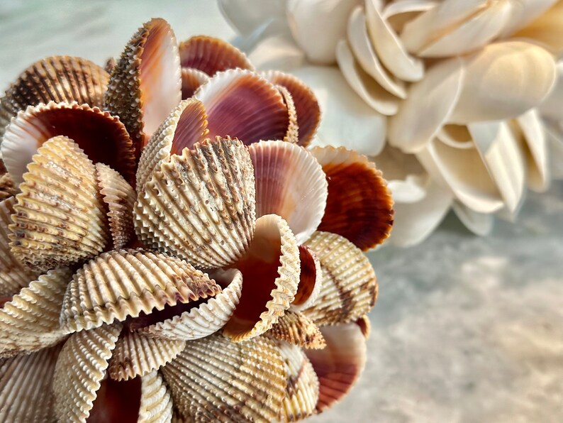 Cockle Shell Sphere - Etsy